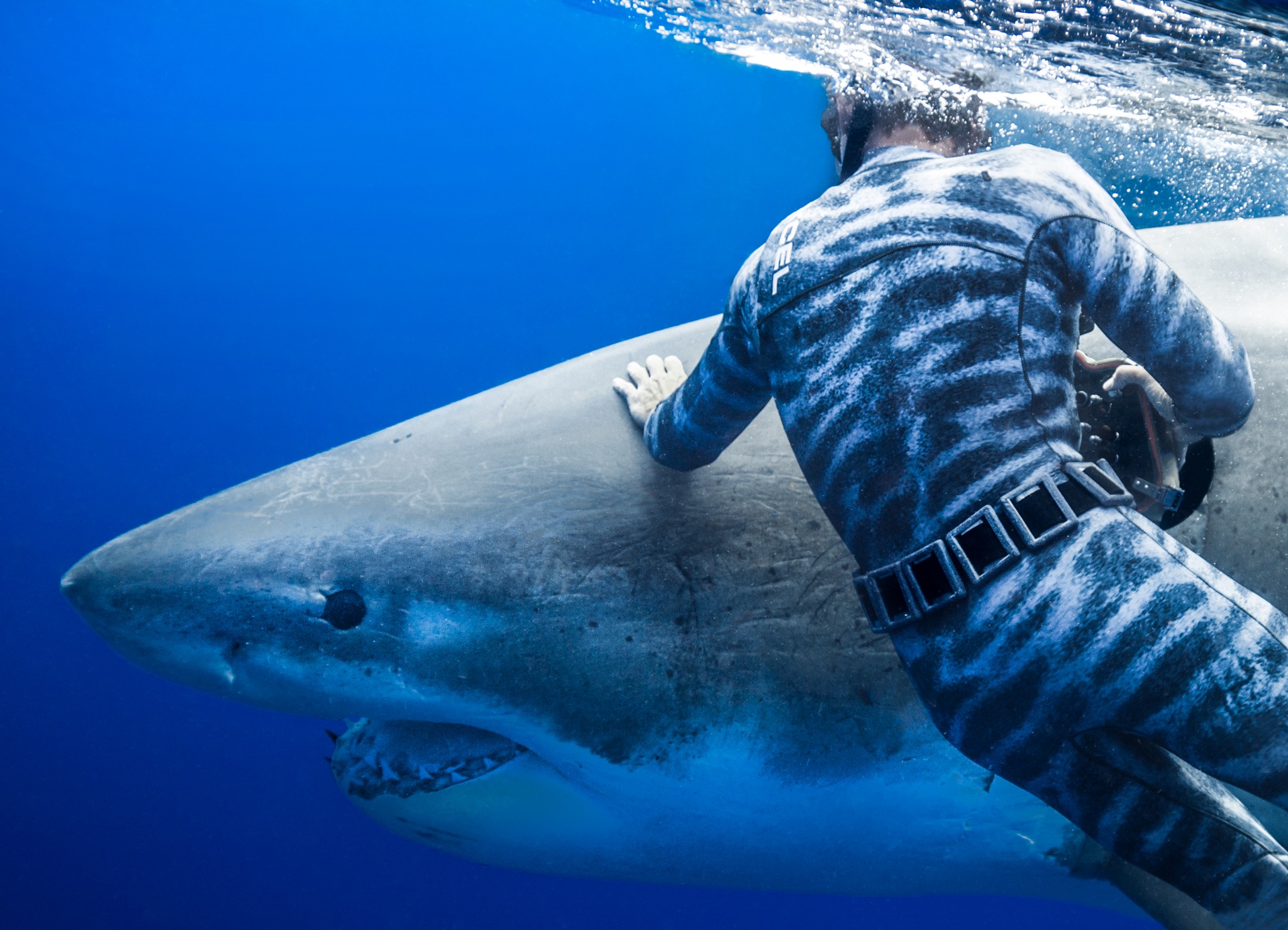 Juan Sharks - Official Website